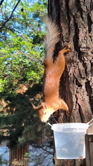 Белка попила воды, забрала орех.  Анапа, Ореховая роща