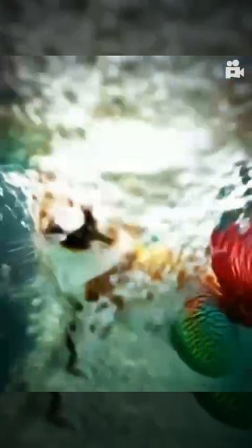 Русалочка кошачьего мира