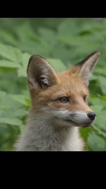 Лисёнок и гуси.Little fox and geese. #wildlife #shots