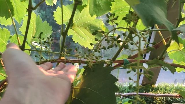 Виноград на балконе на 05.06.2025