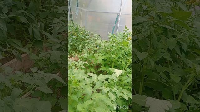 помидоры. подвязала, оборвала всё лишнее