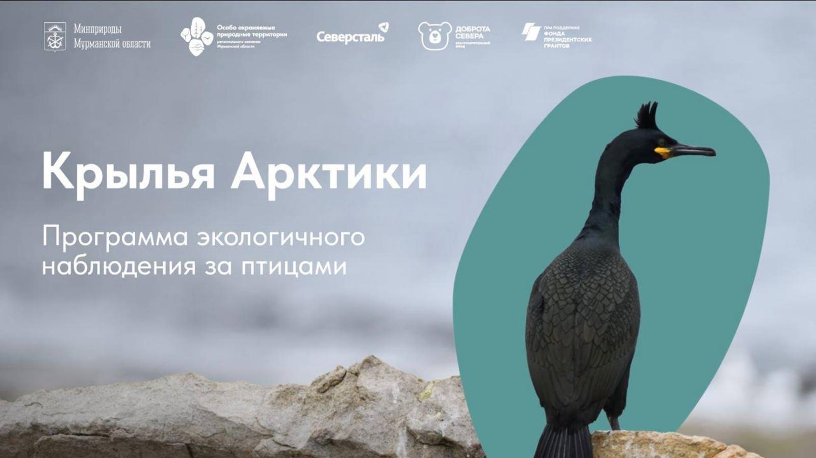 Проект "Крылья Арктики": природа Териберки