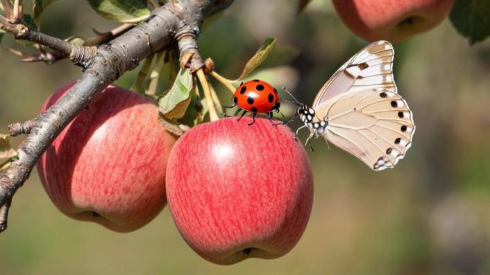 Сказка о бабочке и божьей коровке (6+)