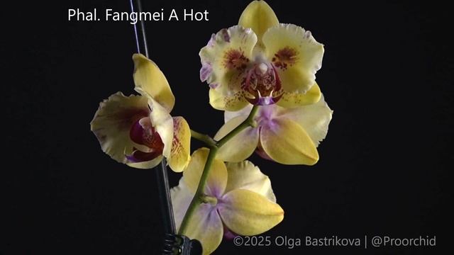 Phal. Fangmei A Hot TLW