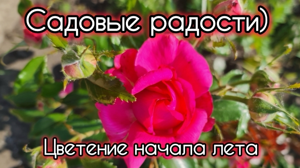 Садовые радости. Цветы начала лета. Красота огородная.