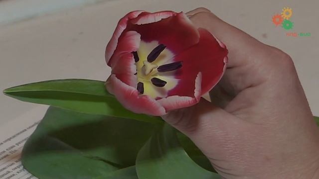 Морфология цветковых растений