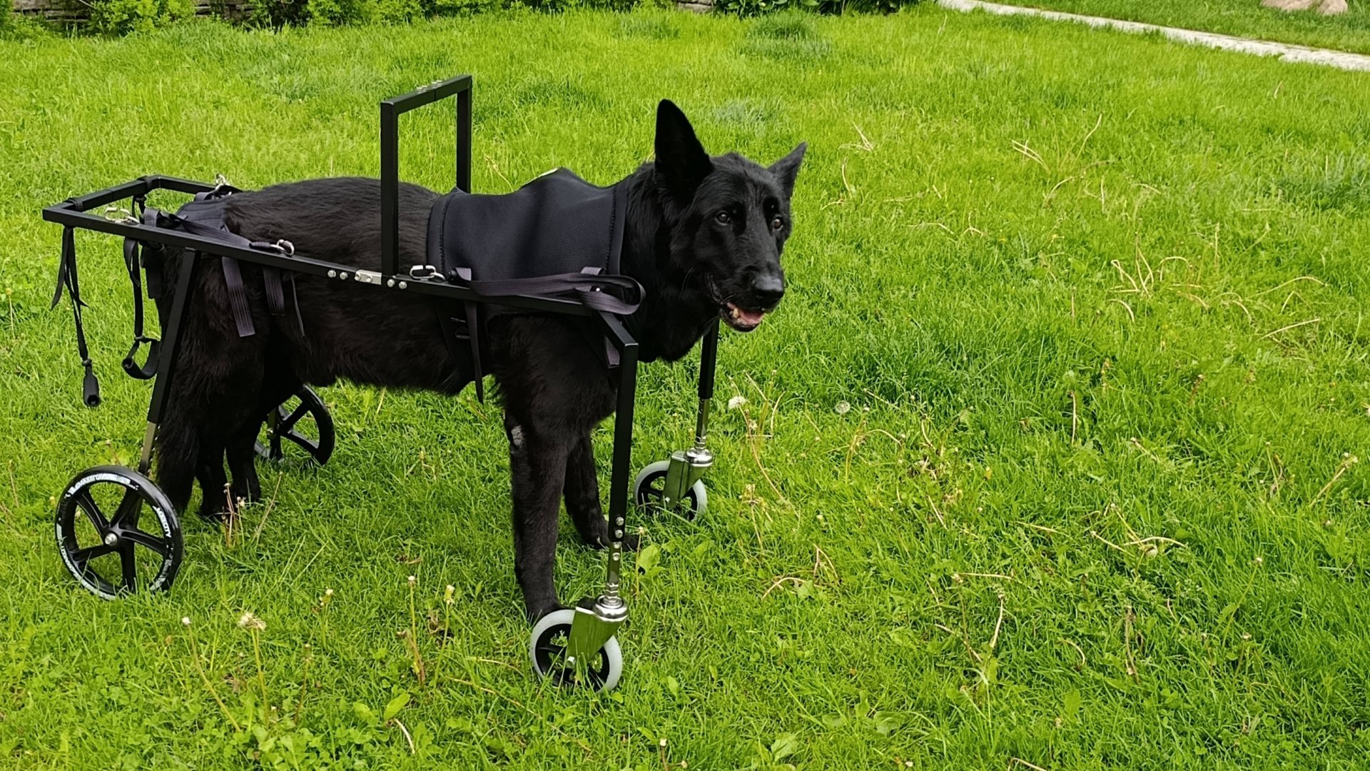 Сборка коляски квадро с нижней посадкой Animal mobile