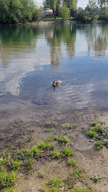 Уточка плавает 🦆
