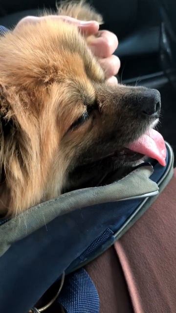 По дороге к ветеринару