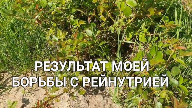 Борьба с рейнутрией. Кажется, удалось её уничтожить.