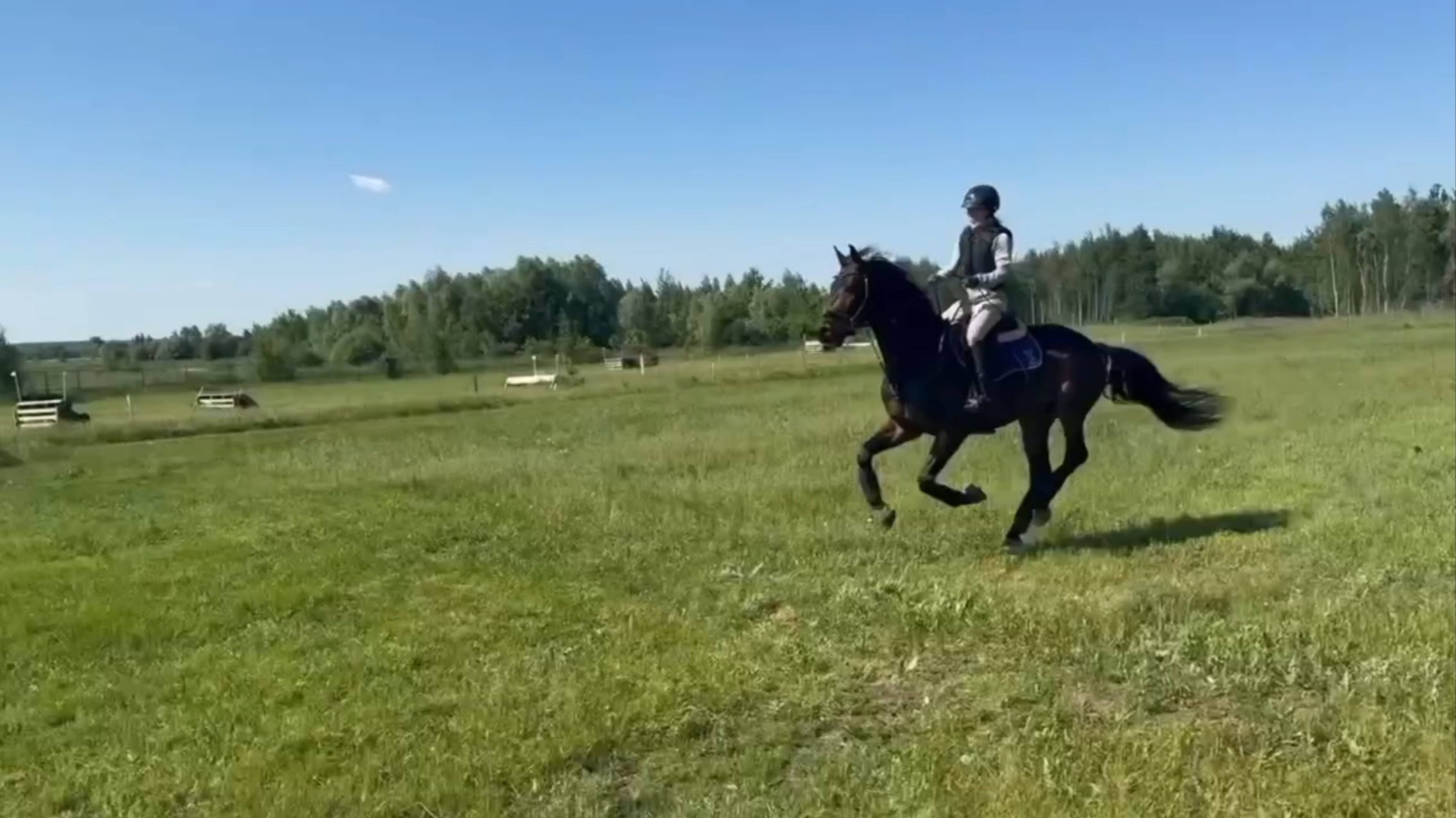 ЛОШАДИ К/З ВЕЕДЕРН В СПОРТЕ: ДОВОД WD, 2019 г.р.  #жеребятаотDantanderHit