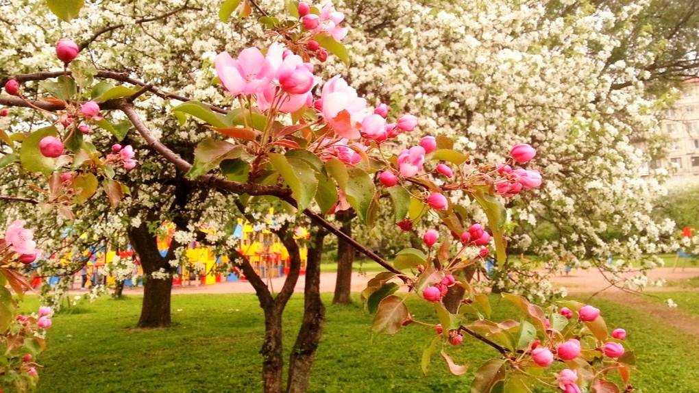 Волки в овечьей шкуре