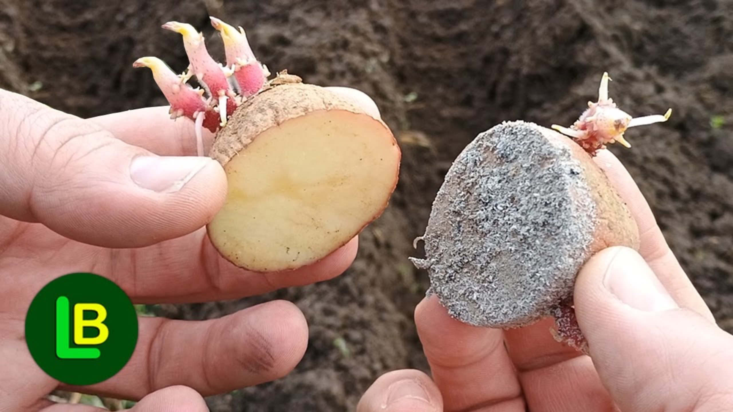 Никогда не сажайте картофель без этого. Верный способ удвоить урожай