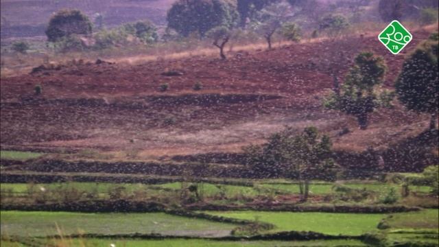 Нашествие саранчи. Анонс. Канал ЗОО ТВ