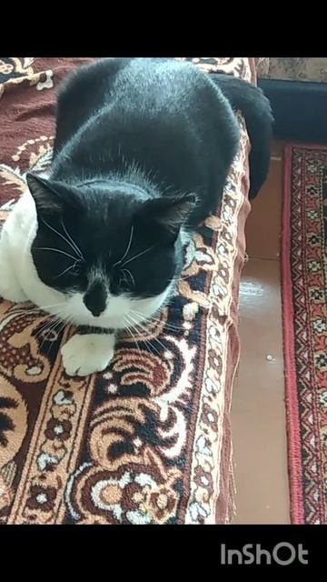 Разбудила Ваську. Недоволен