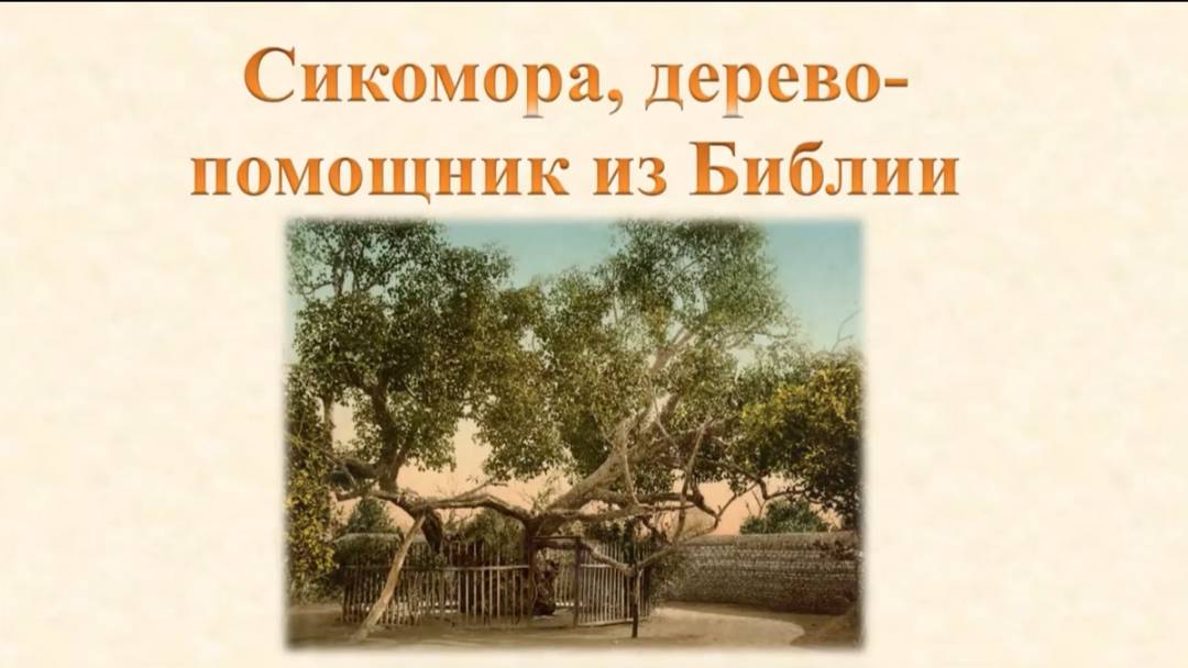 Интересный факт: «Сикомора»