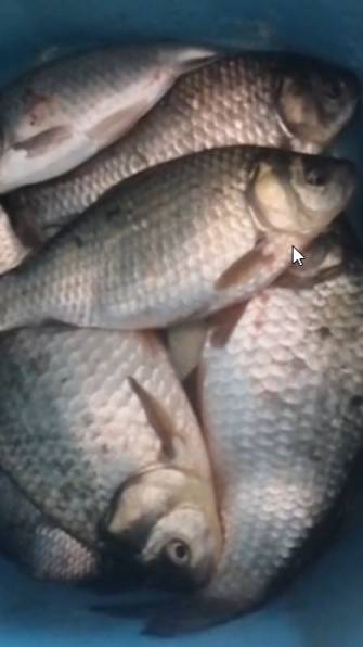 Караси 27.05.2025