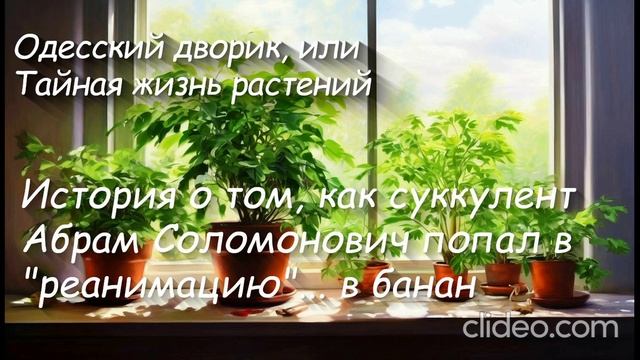 История о том, как суккулент Абрам Соломонович попал в реанимацию... в банан