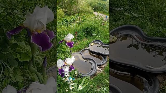 обработка кустов борной кислотой