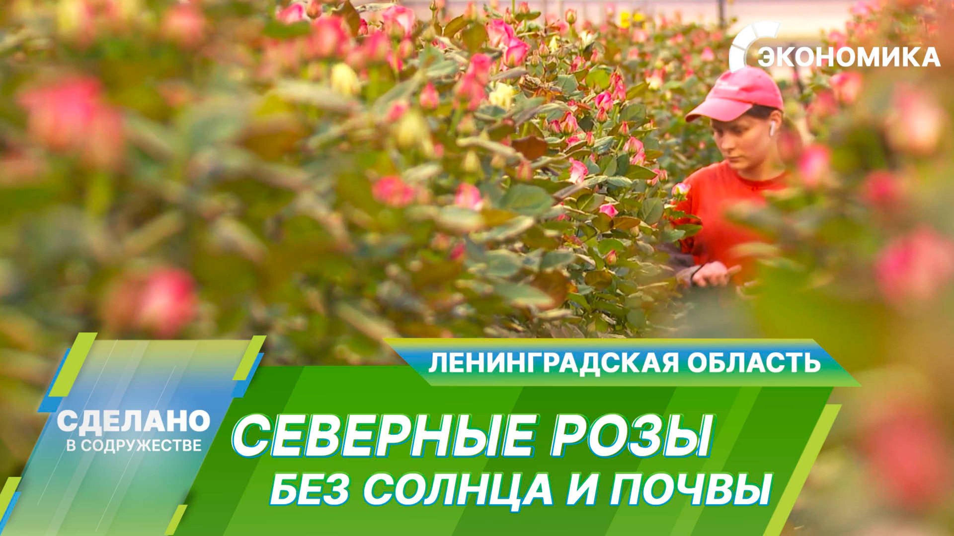Как в Ленинградской области выращивают розы без солнца и почвы?
