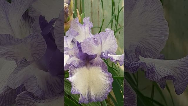 ирис COMMON THREAD