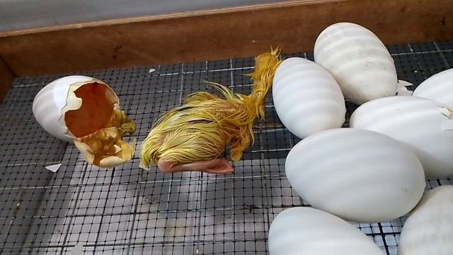 🦆 Инкубация гусиных яиц. Часть 2 + схема инкубации куриных яиц 🥚🐣
