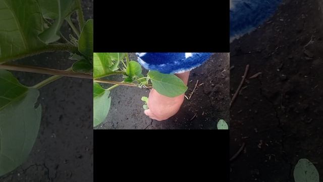 наш сад 4 июня