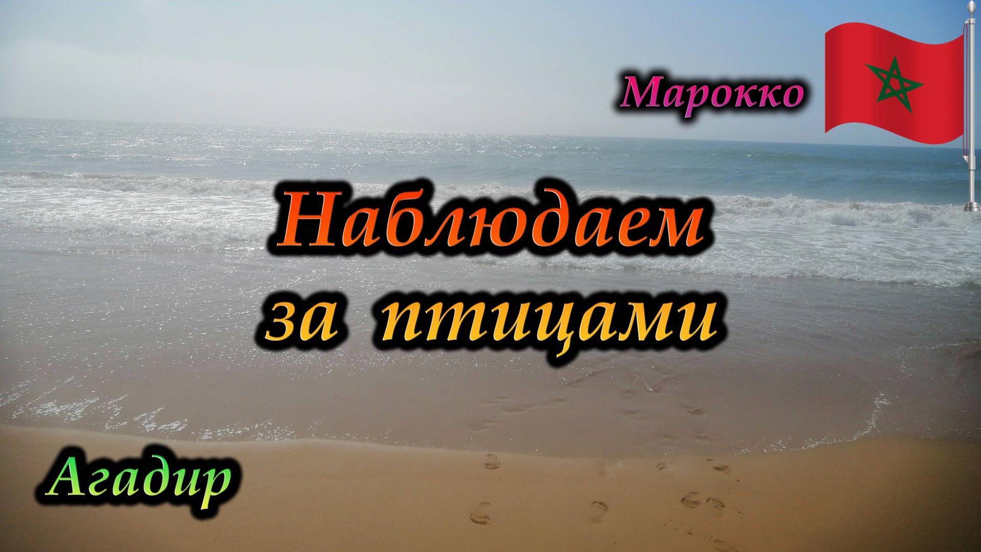 Марокко. Где-то рядом с Агадиром. Наблюдаем за птицами на берегу Атлантического океана