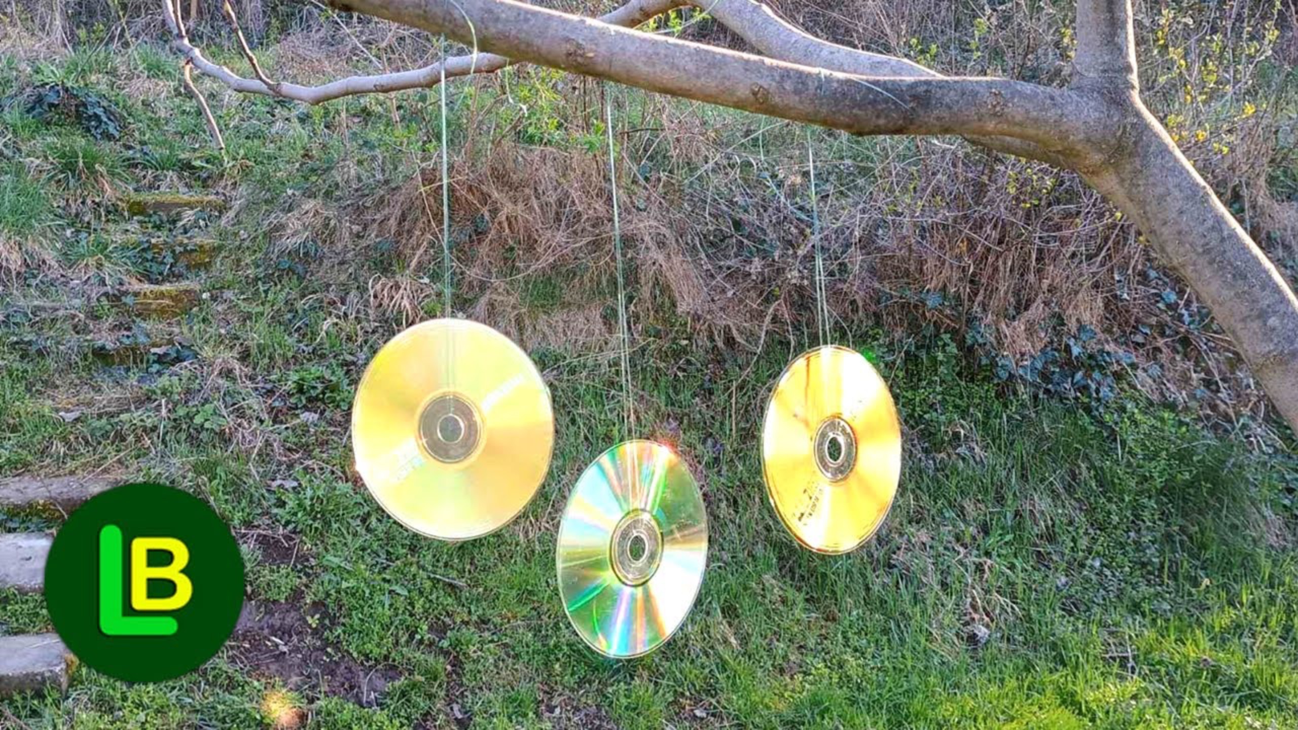 Повесьте компакт-диски на ветку и вы не поверите своим глазам