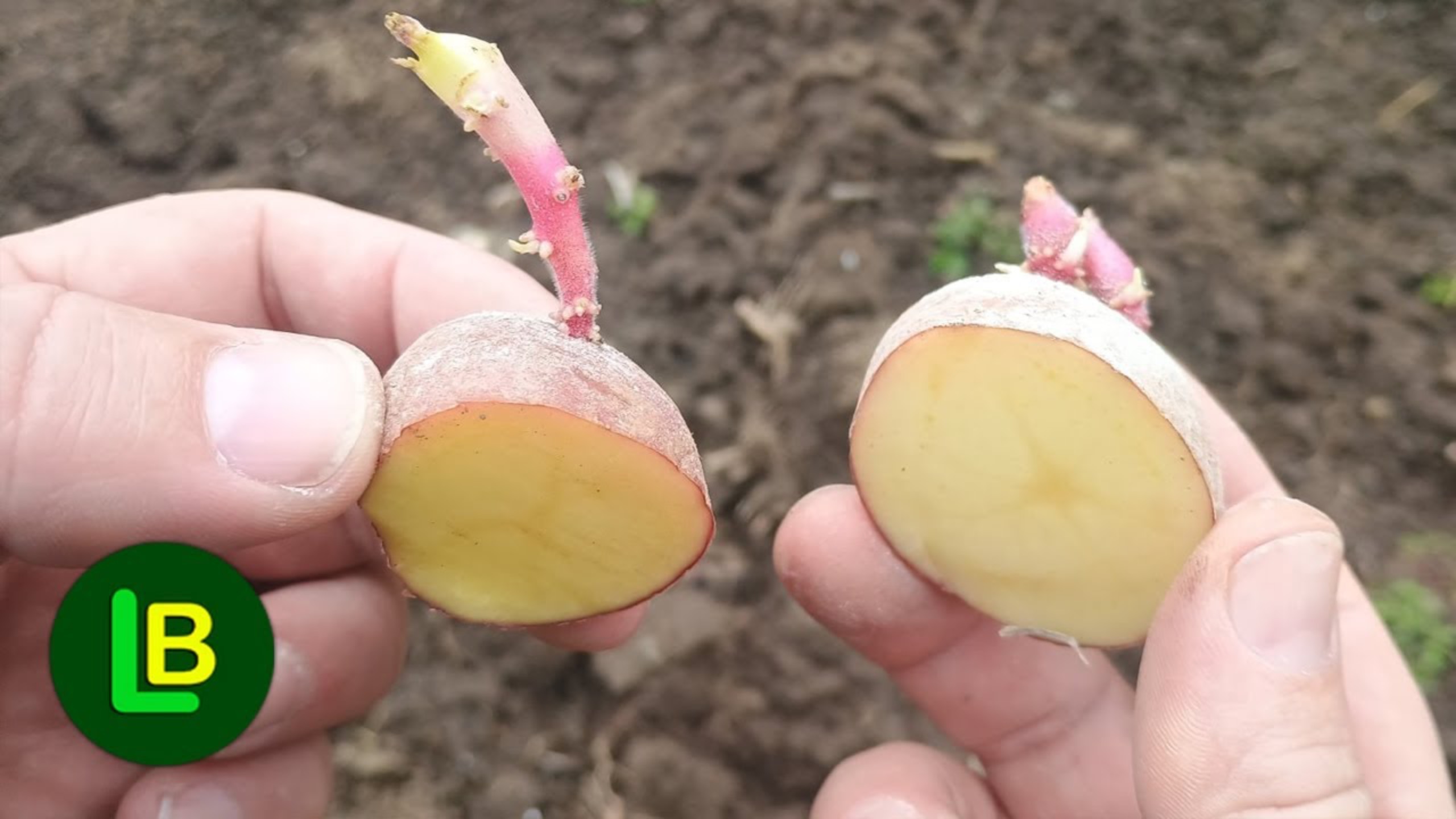 РАННЯЯ ПОСАДКА: Соберите тонны нового картофеля уже в мае