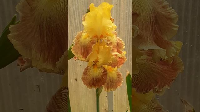 ирис GOOD PROSPECTS