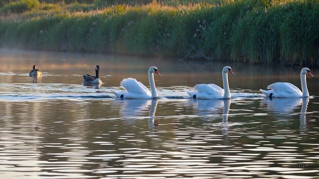 Knight of the Still Morning