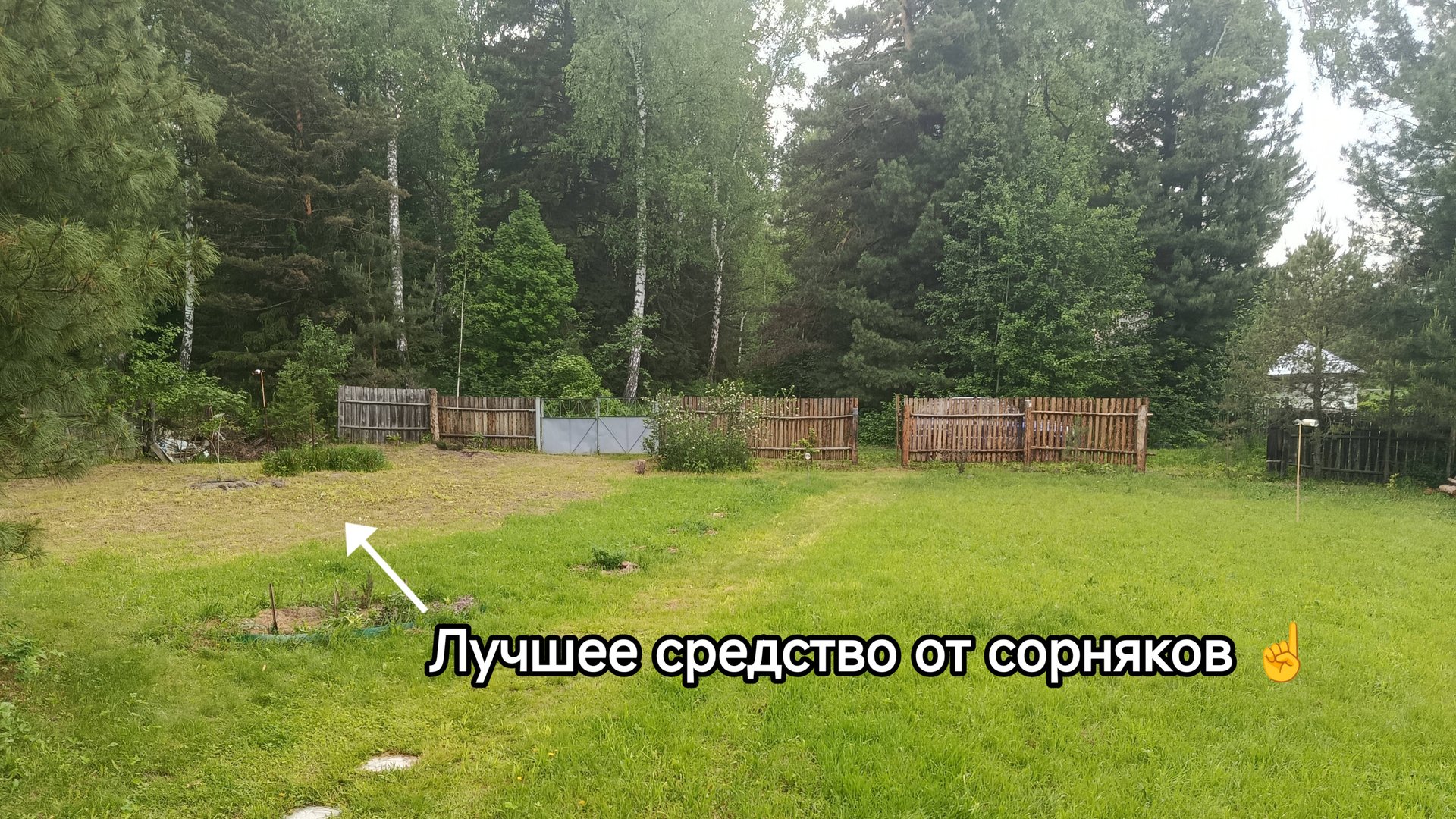 Лучшее средство от сорняков на даче. Проверил сам!