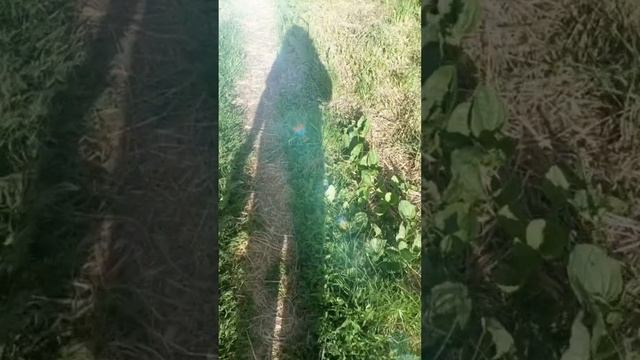Тень эмоций