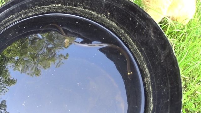 Пижон и ужик.