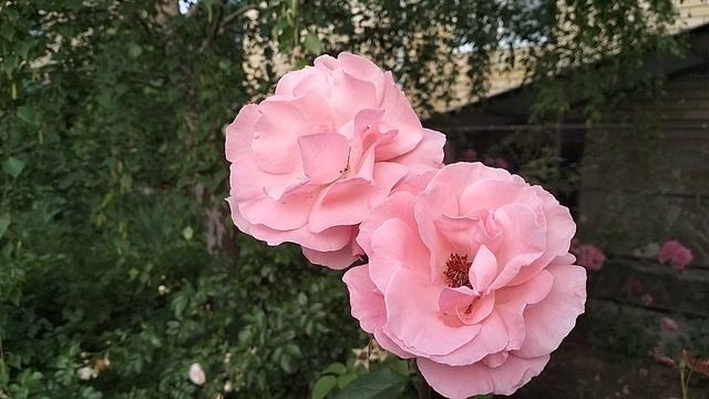 ЛЮБУЮСЬ РОЗАМИ🌹