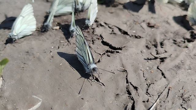 Бабочки, много бабочек! Урал, июнь 2025