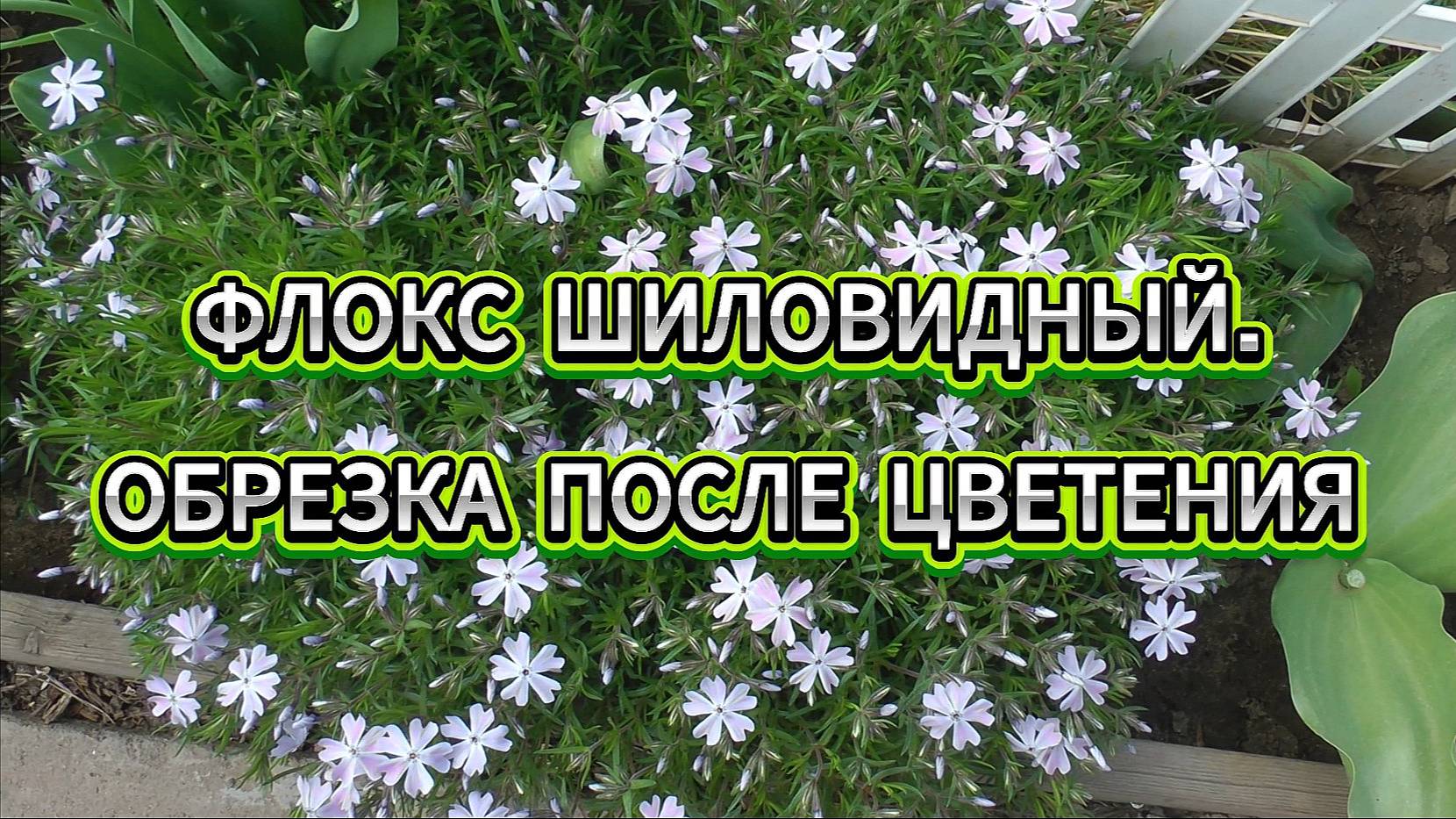 Флокс шиловидный. Обрезка после цветения.