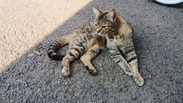 Кошка на асфальте что-то увидела