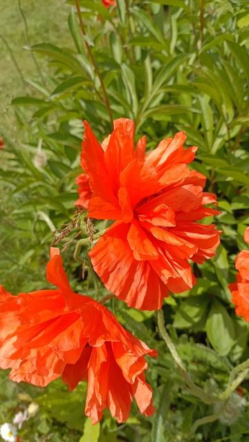 Огненные краски в саду