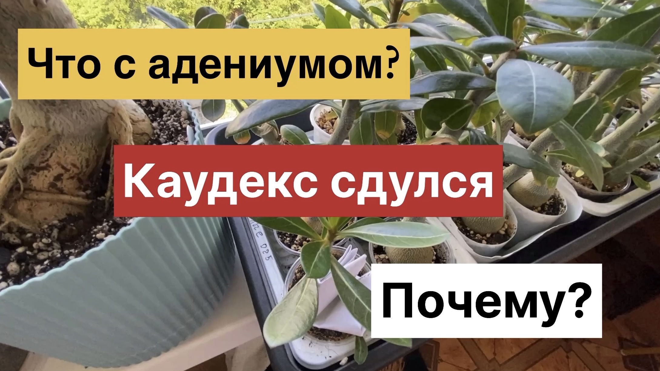 Что с адениумом? У него сдулся каудекс. Раскапываем и смотрим? Что будет дальше. 5 июня 2025 г.