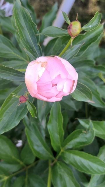 Пион. Пение птиц