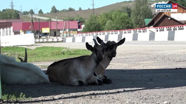 Россия 1: Вести Эл Алтай 20:50 от 04.06.2025