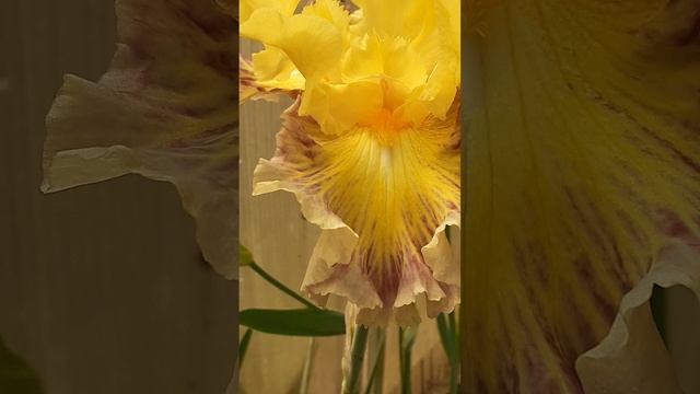 ирис TIGER STRIPE