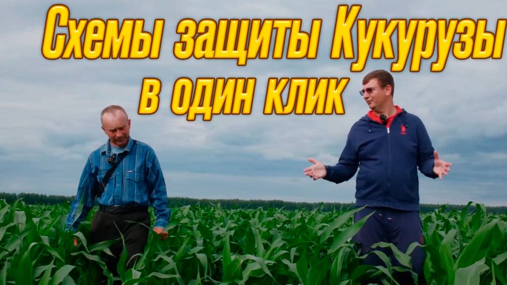 Секреты обработки кукурузы вам никто не расскажет! Как защитить кукурузу от сорняков легко и просто