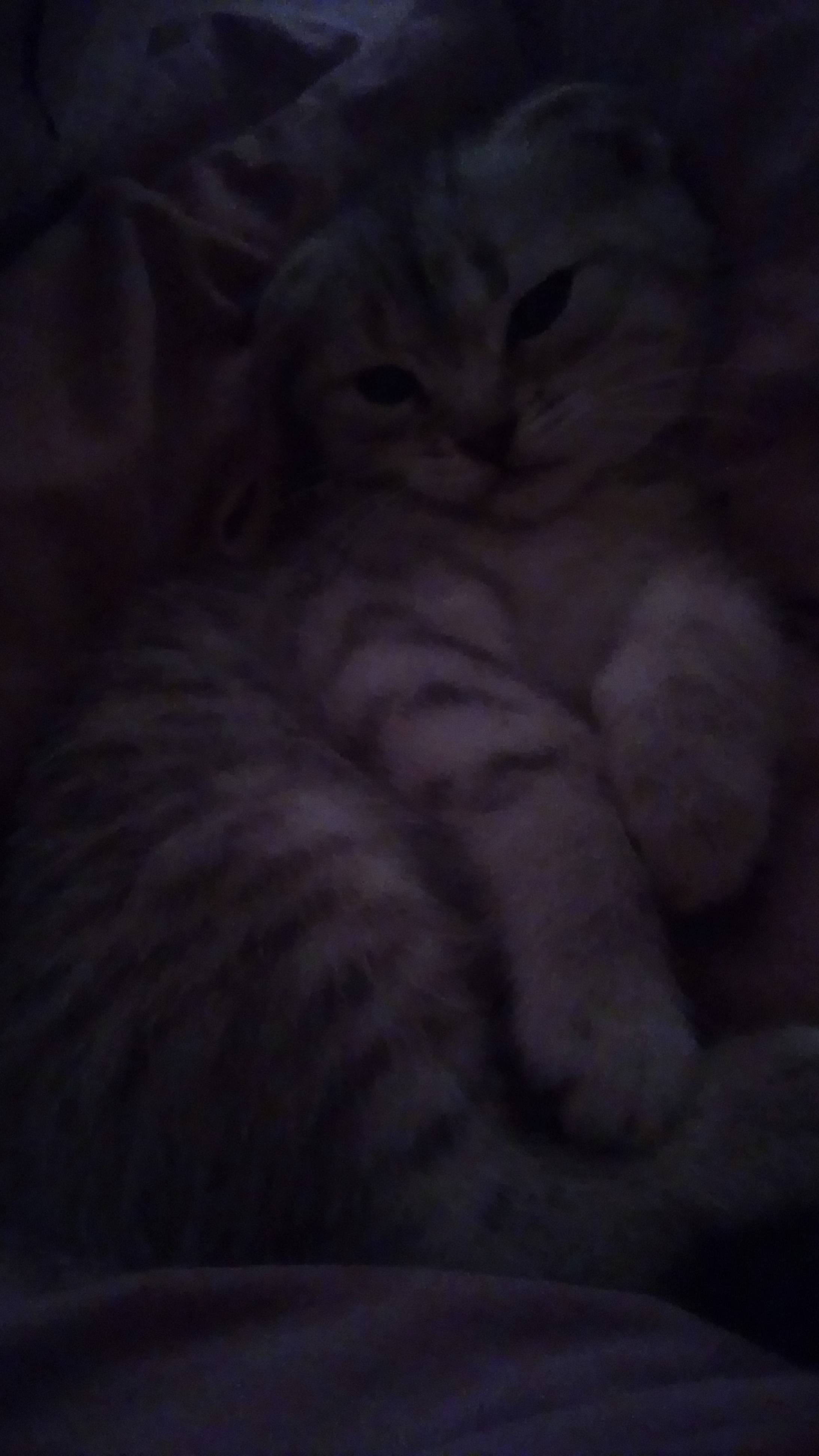 ПОЗНАКОМЬТЕСЬ: МОЙ КОТ Перчик!