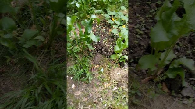 Спеет мушмула в Сочи 5.06.25