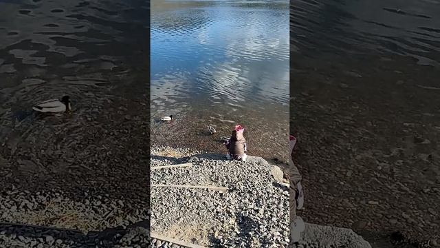 Томск-Красноярск, 2025_15. Пес на отдыхе!