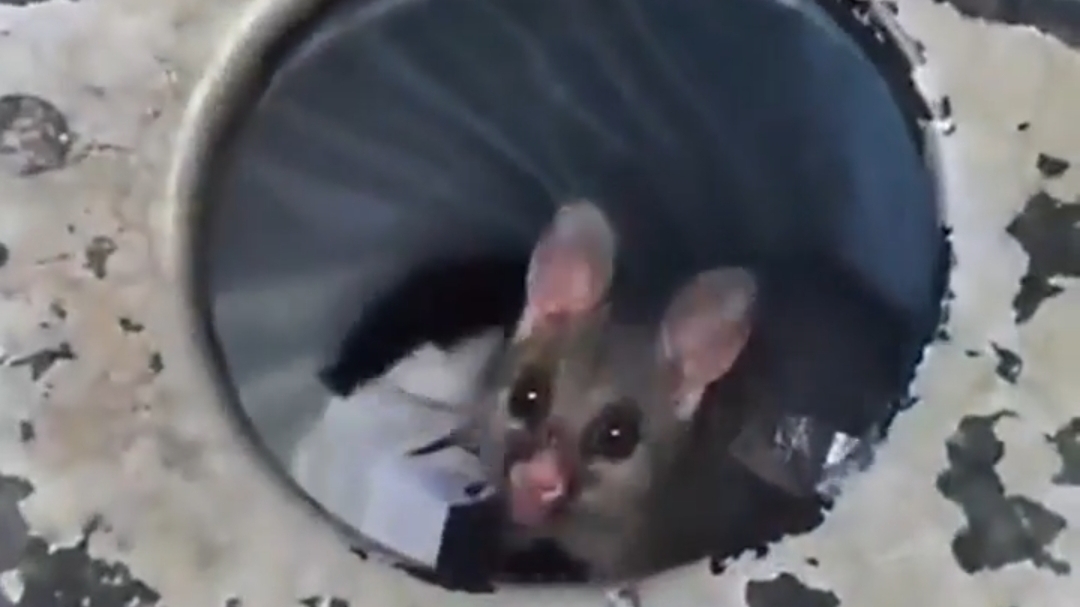 В Австралии все стабильно.