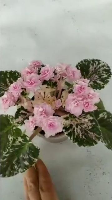 Очарование пестролистных розеток